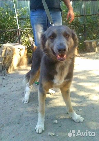 Собака в хорошие руки