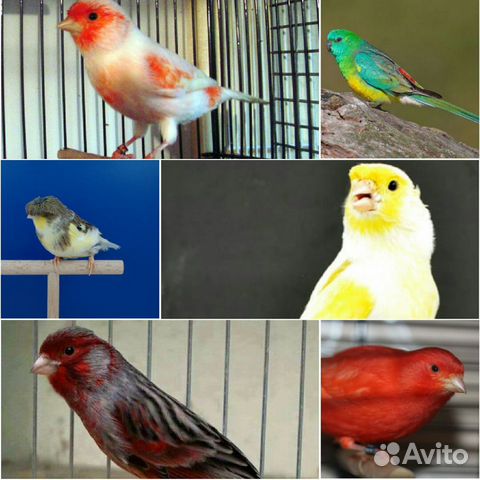 Канарейки разных пород самый большой выбор