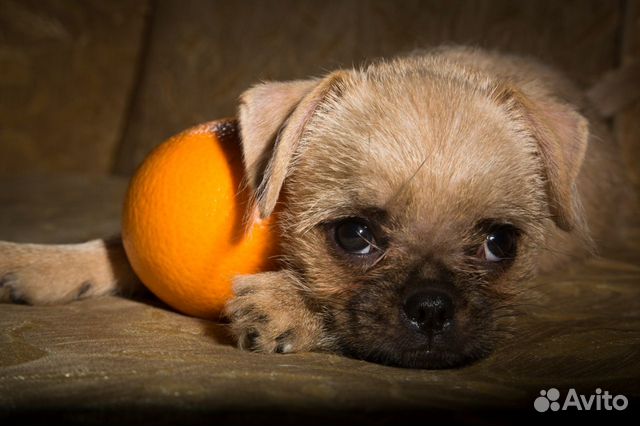 Вязка брюссельского гриффона