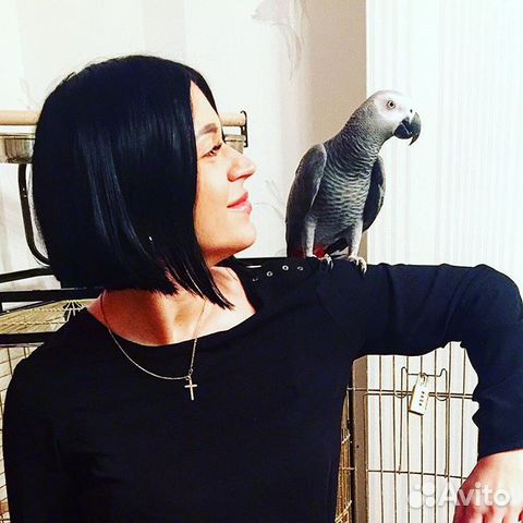 Большой говорящий алохвостый попугай