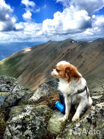 Чихуахуа вязка