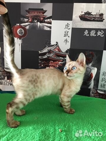 Мальчик Хотей