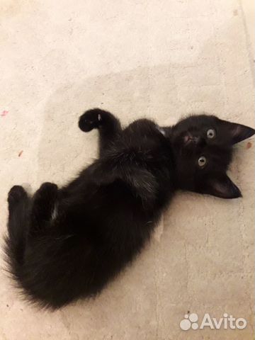 Подарю котёнка