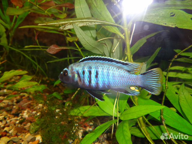 Карликовый малавиец