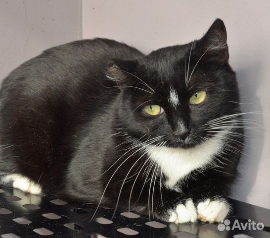 Мурыся ищет дом