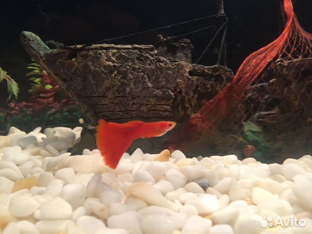 Рыбка мальки гуппи красный дракон чистая линия