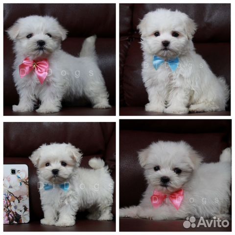 Курносые детки Мальтезе, миники и стандарт