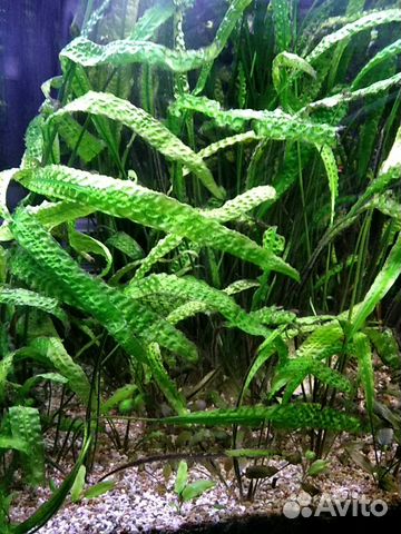 Криптокарина гигантская