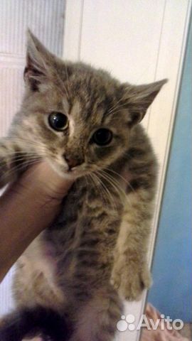 Котенок Марсик в добрые руки