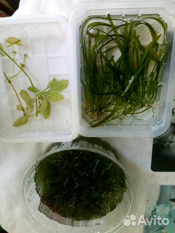 Растения для аквариума