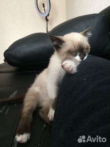 Сиамский котёнок в добрые руки
