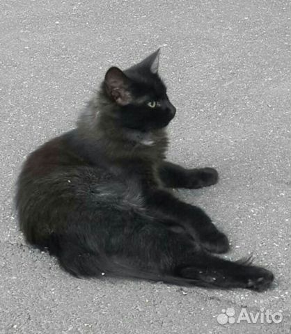 Кошечка Тучка