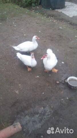 Продам индоуток и селезней белых, молодые петушки