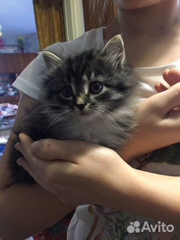 Крошки котятки ищут любимых хозяев