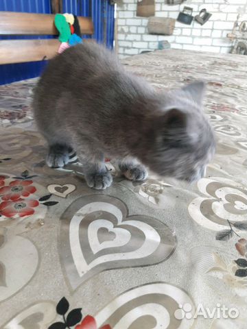 Серенькая-это кошечка, 2 котика