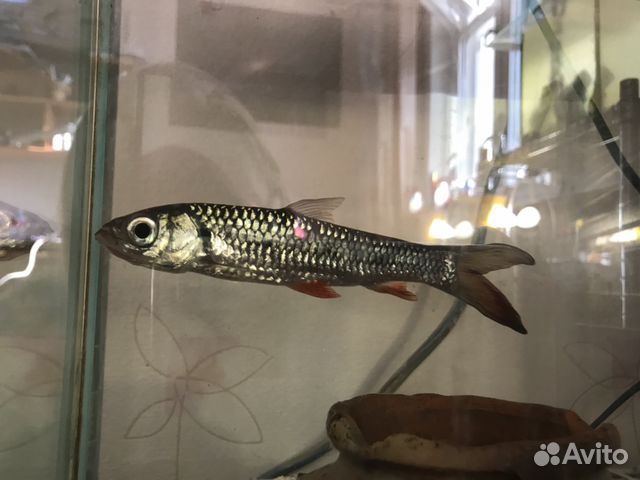 Барбус олиголепис