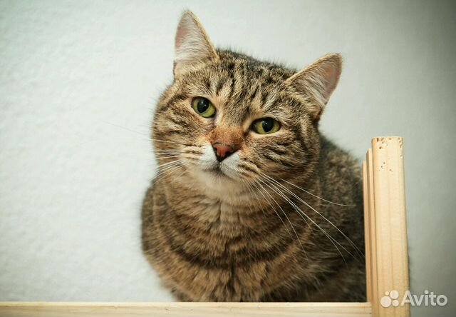 Кошечка Луиза 3 года