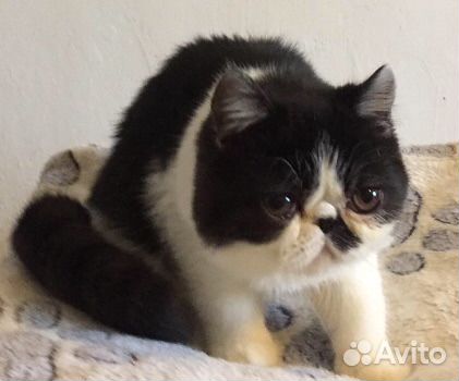 Котик Патрик