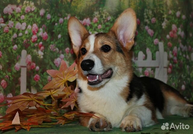 Подрощенный кобелек корги пемброк. РКФ