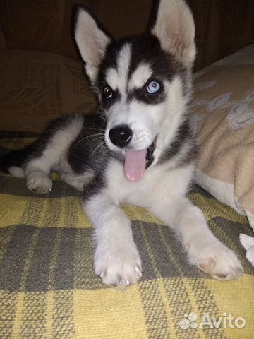 Очаровательный хаски