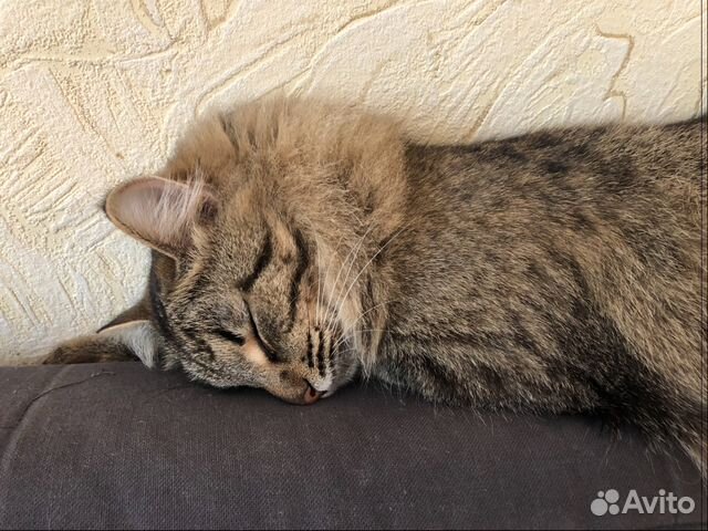 Кот ждёт новых хозяев