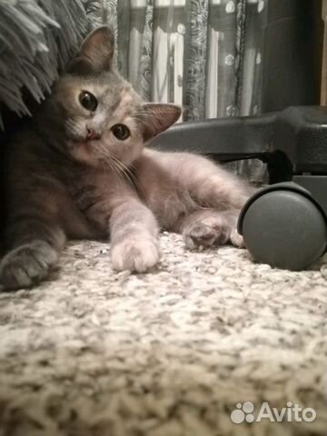 Кошечка Мона 6 месяцев