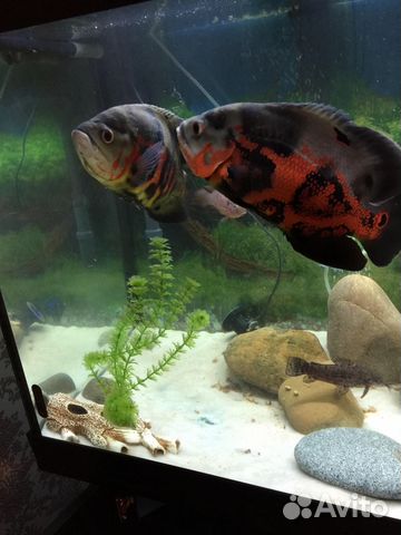 Астронотус тигровый, подростки