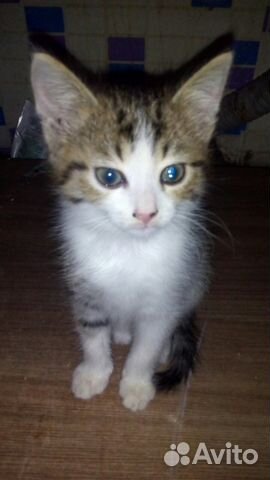 Миникисонька