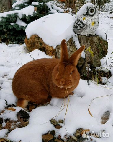 Самец нзк 10 мес
