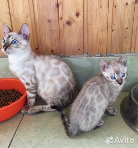 Снежные бенгалики