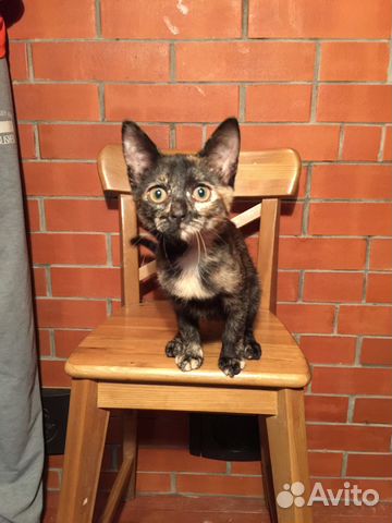 Котенок девочка черепахового окраса 3 мес