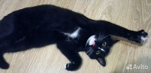 Котенок ищет дом