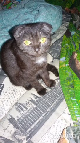 Отдам вислоухая кошка