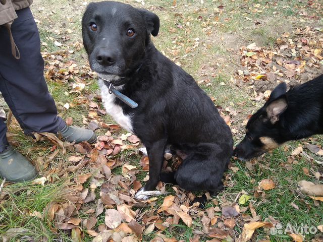 Ищу за вознаграждение