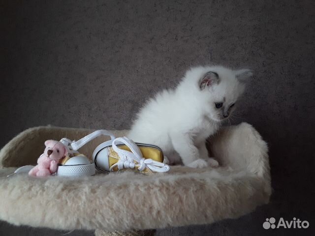 Рэгдолл девочка, питомник, родословная