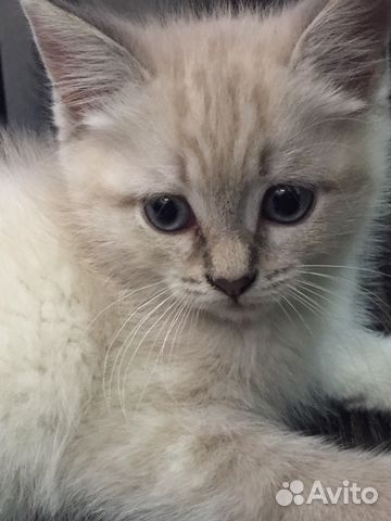 Шотландская кошечка- котёнок