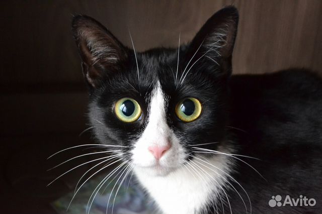 Котёнок и кошки ищут хозяев