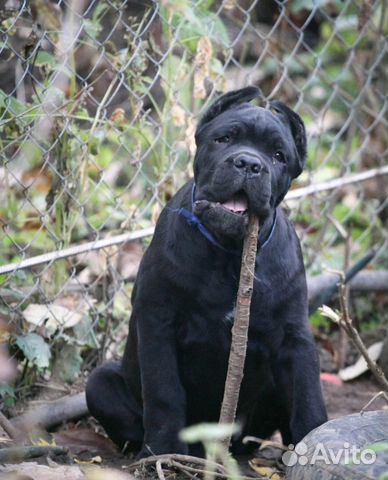 Кане Корсо щенки