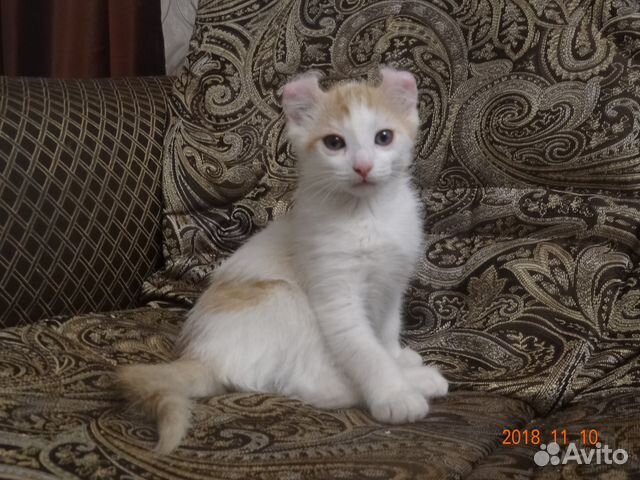 Котенок породы Американский керл