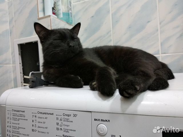 Котенок в добрые руки