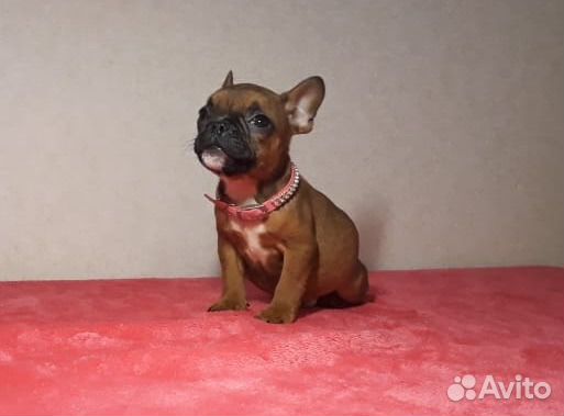 Француз красный