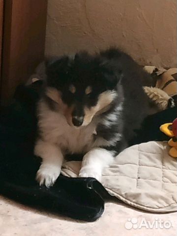 Продаю щенка Колли