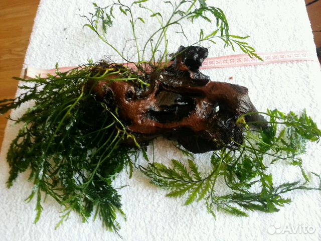 Коряга с прирощеным папоротником