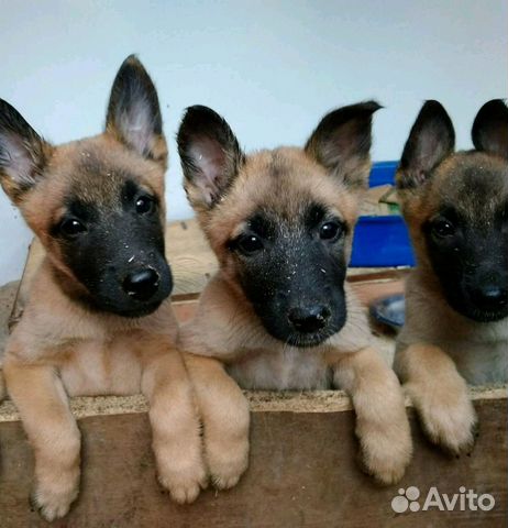 Бельгийские овчарки (Малинуа)