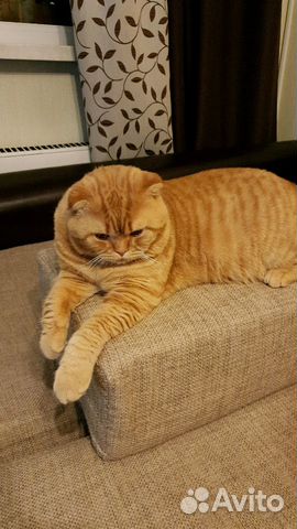 Молодой котик приглашает на вязку кошечку)