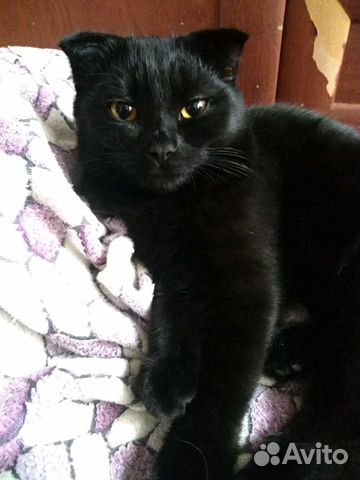 Кошка 6 месяцев