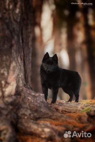 5-ти месячный мальчик шипперке