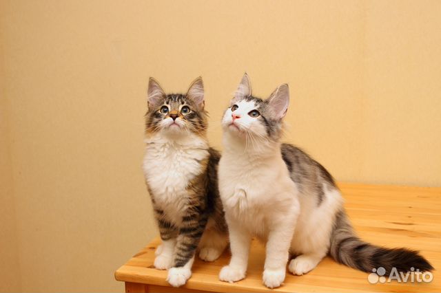 Норвежские лесные котята