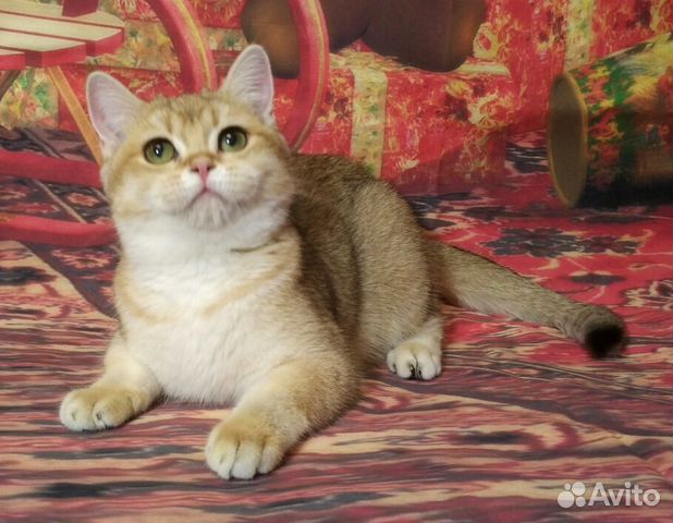 Золотые шиншиллы