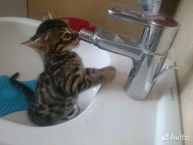 Бенгальчик-красавчик